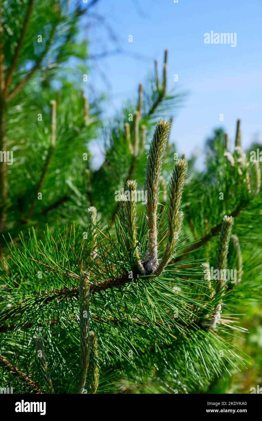 Pine stems hi-res stock photography and images - Alamy