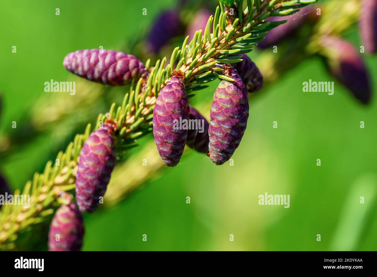New fir cones in summer sun Stock Photo - Alamy