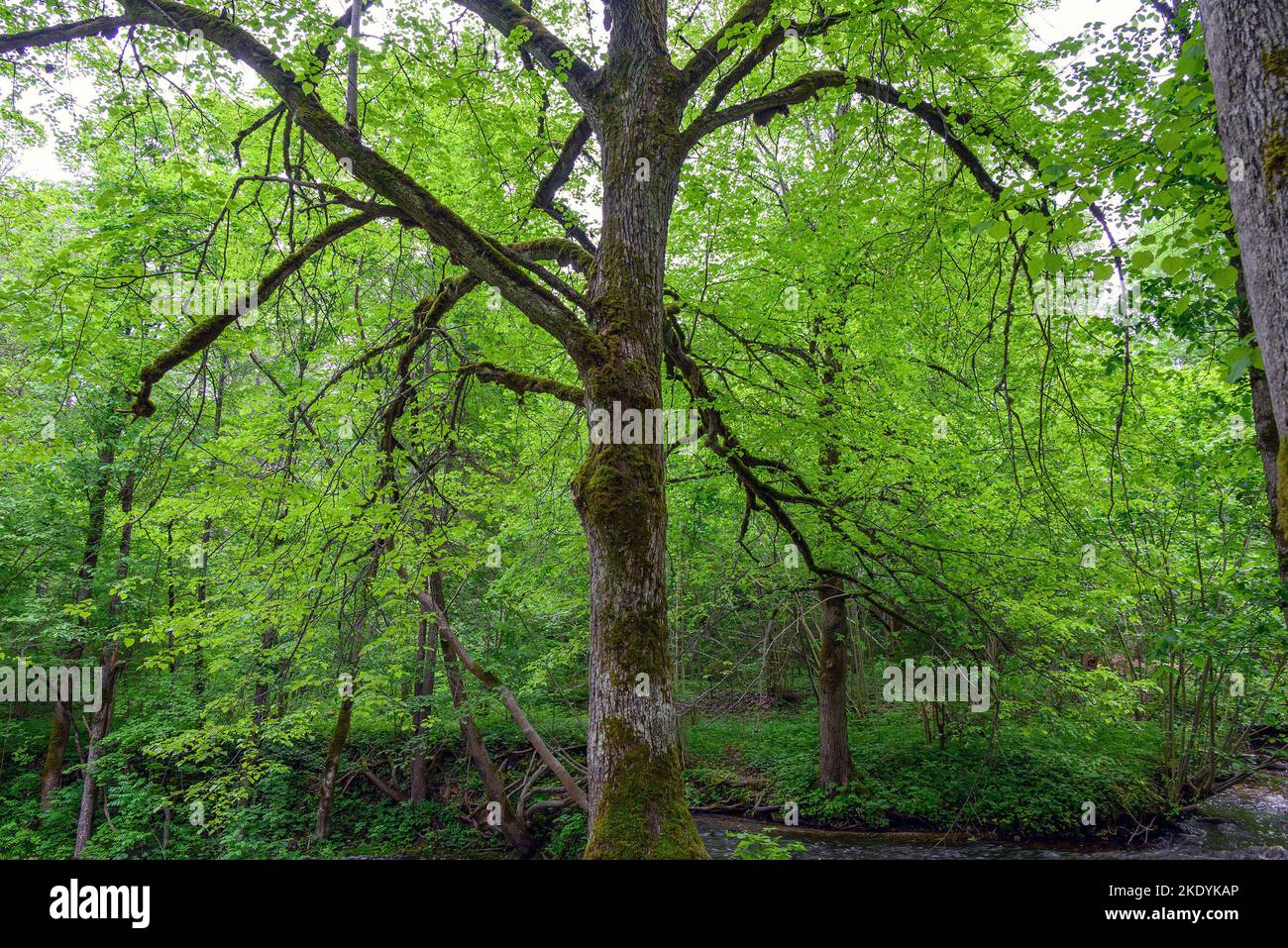 Green and lush deciduous forest Stock Photo - Alamy