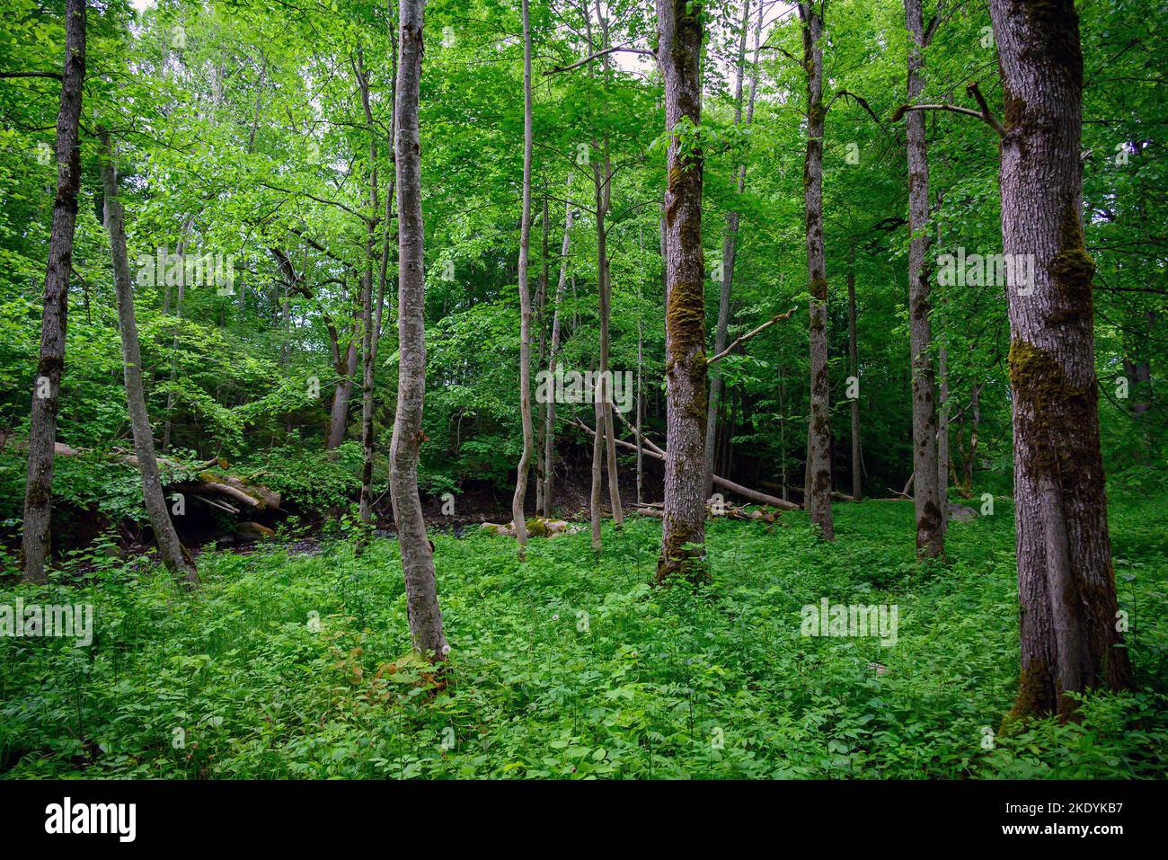 Green and lush deciduous forest Stock Photo - Alamy