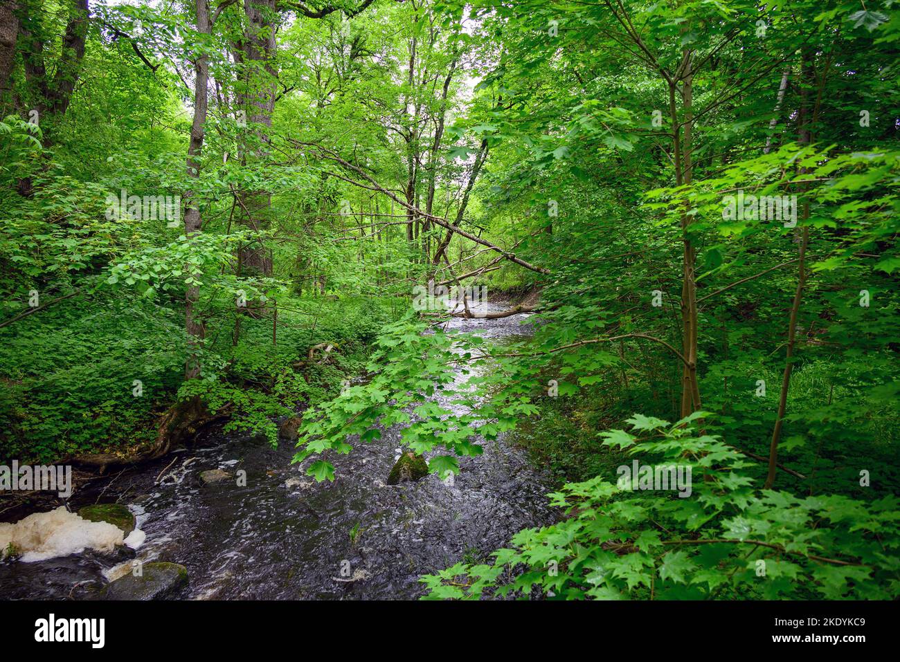 Green and lush deciduous forest Stock Photo - Alamy