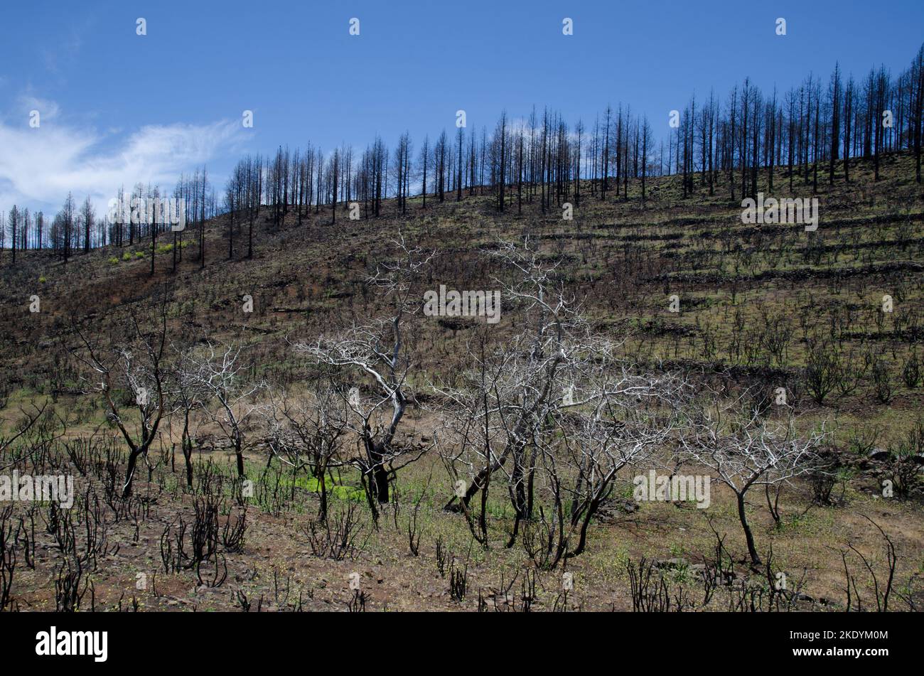 Burned land in a ravine. Gran Canaria. Canary Islands. Spain Stock ...