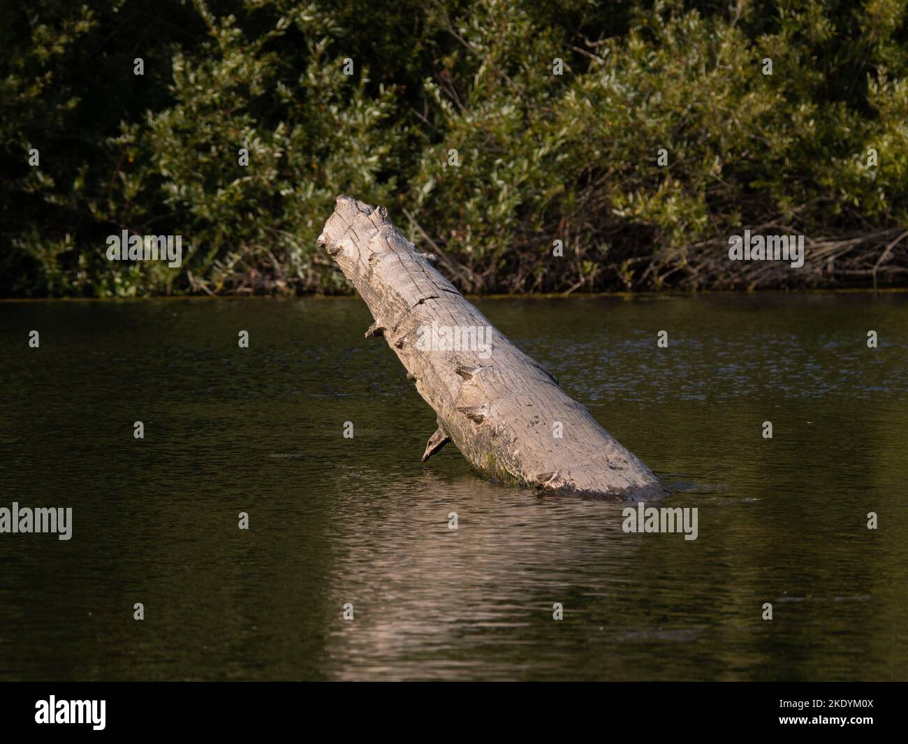A big stick inside a river with leaves around it Stock Photo - Alamy
