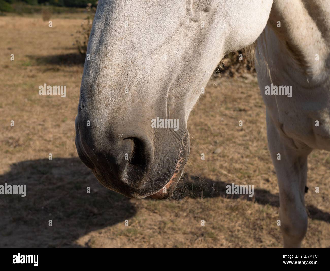 A closeup of a Lipizzan white horse in the barn Stock Photo - Alamy