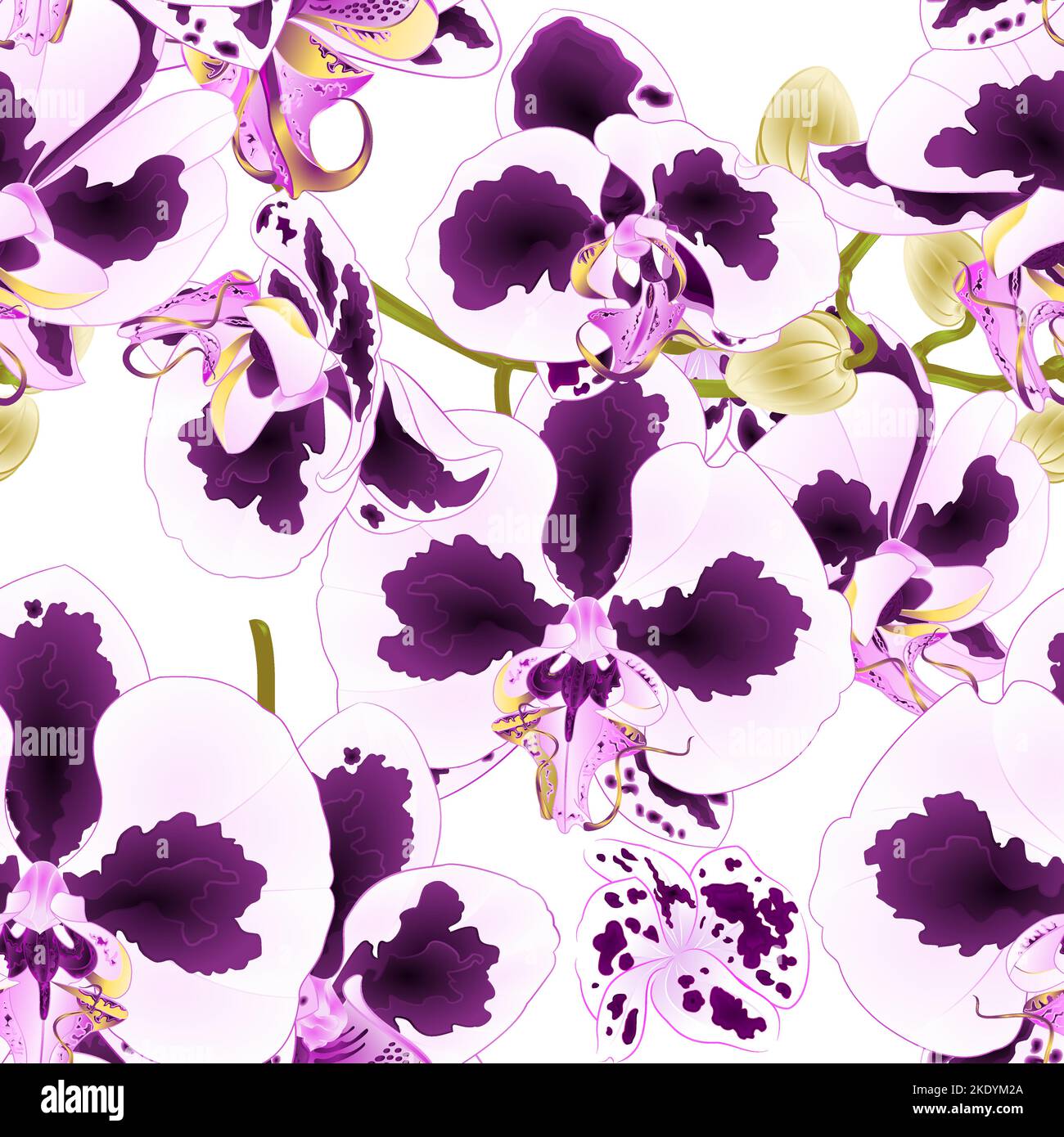 Seamless Texture Orchid Phalaenopsis With Spots Stem Purple And White