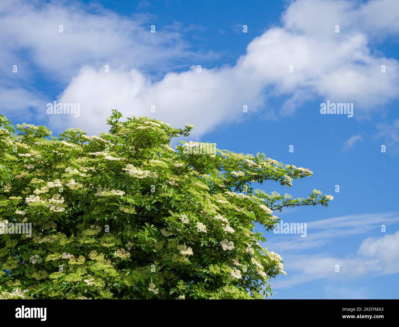European elder hi-res stock photography and images - Alamy