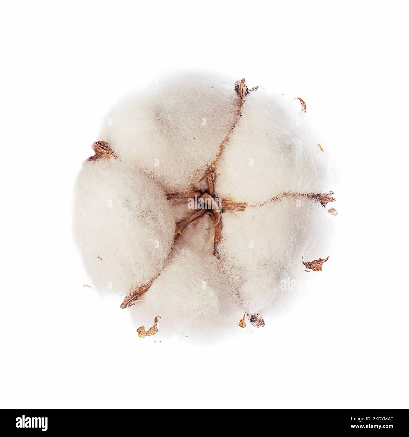 Cotton plant branch flowers Cut Out Stock Images & Pictures - Alamy