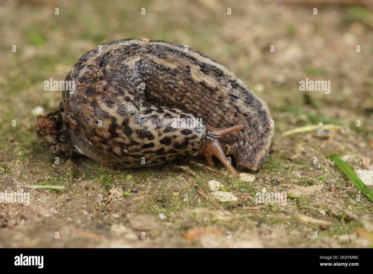 The macro shot of a spotted Limax maximus slug curved on the ground ...