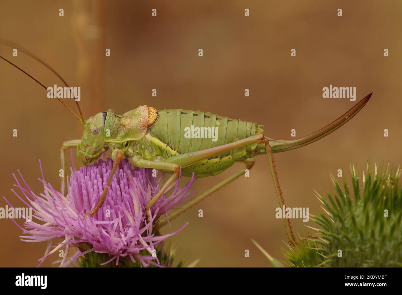 The macro profile view of a Ephippiger ephippiger on a purple floral ...