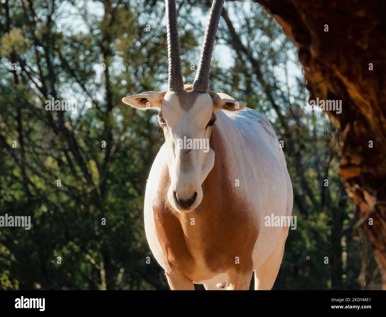 Long straight horns hi-res stock photography and images - Alamy