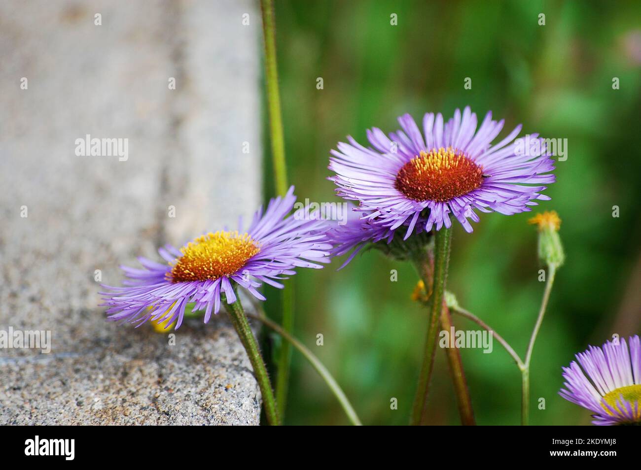 A closeup of Aster flowers growing in a garden Stock Photo - Alamy