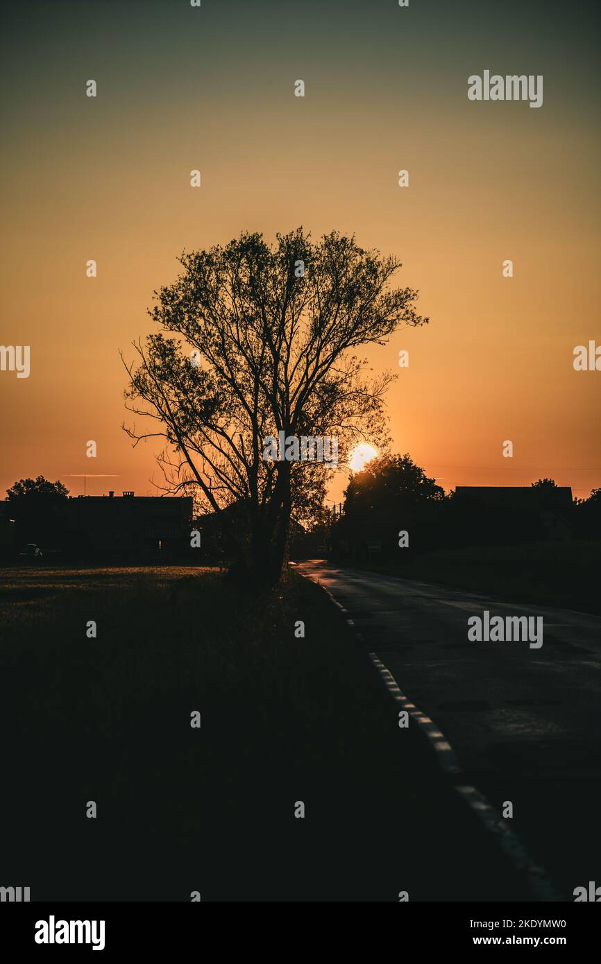 The vertical view of a roadside tree silhouette before the buildings ...