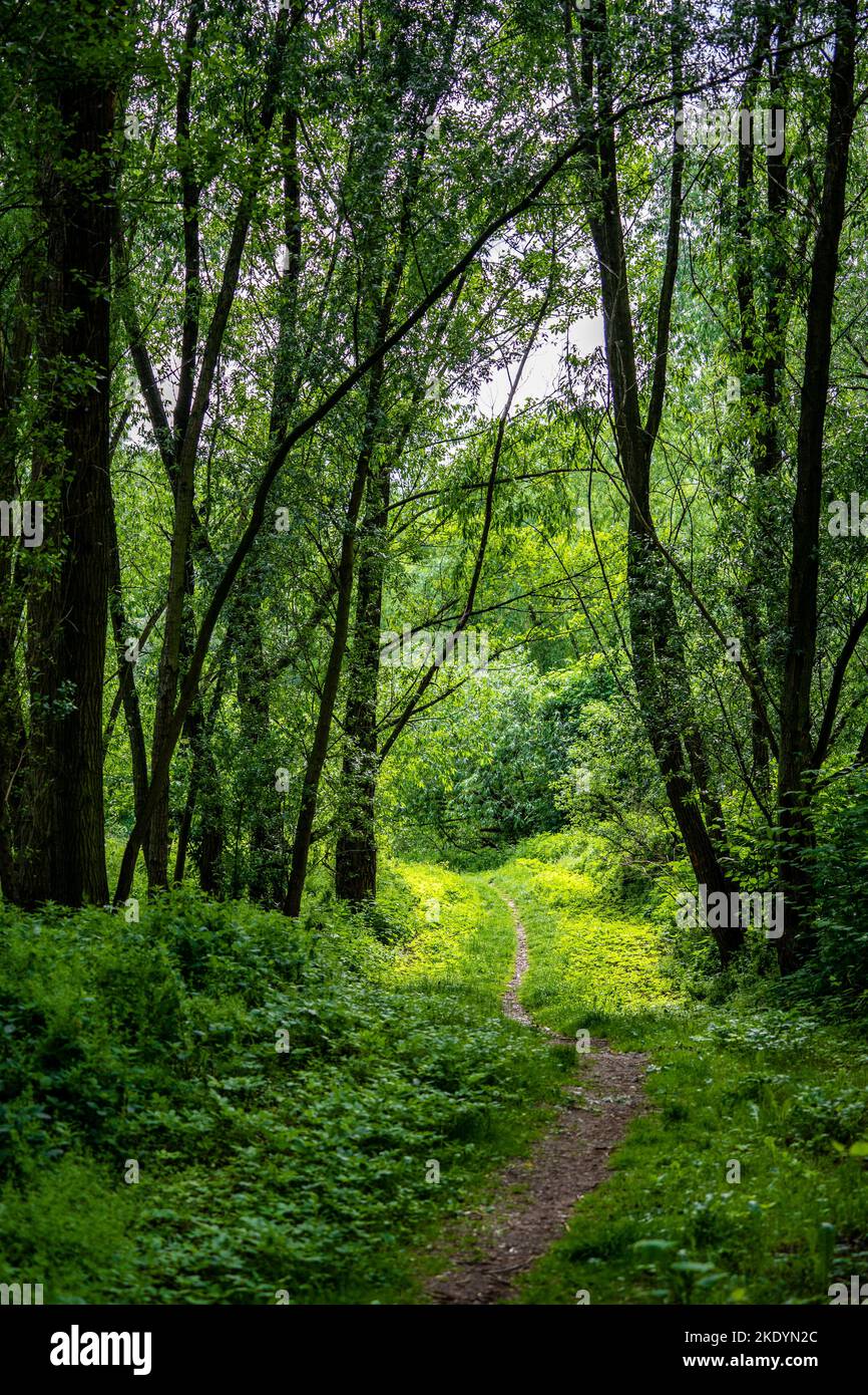 The vertical view of a narrow pathway between trees and green leafy ...