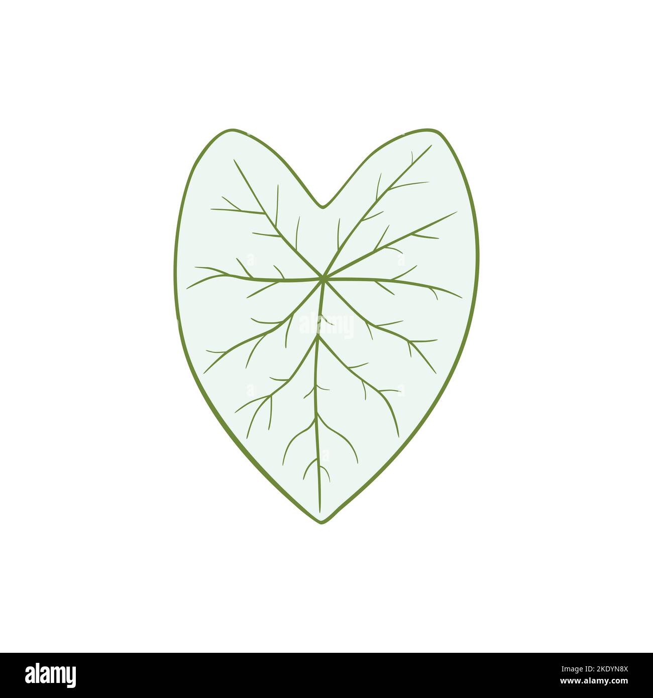 Caladium pink beauty Stock Vector Images - Alamy