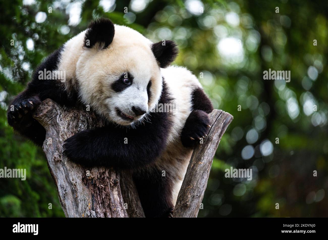 A giant panda bear climbing at the top of a tree Stock Photo - Alamy