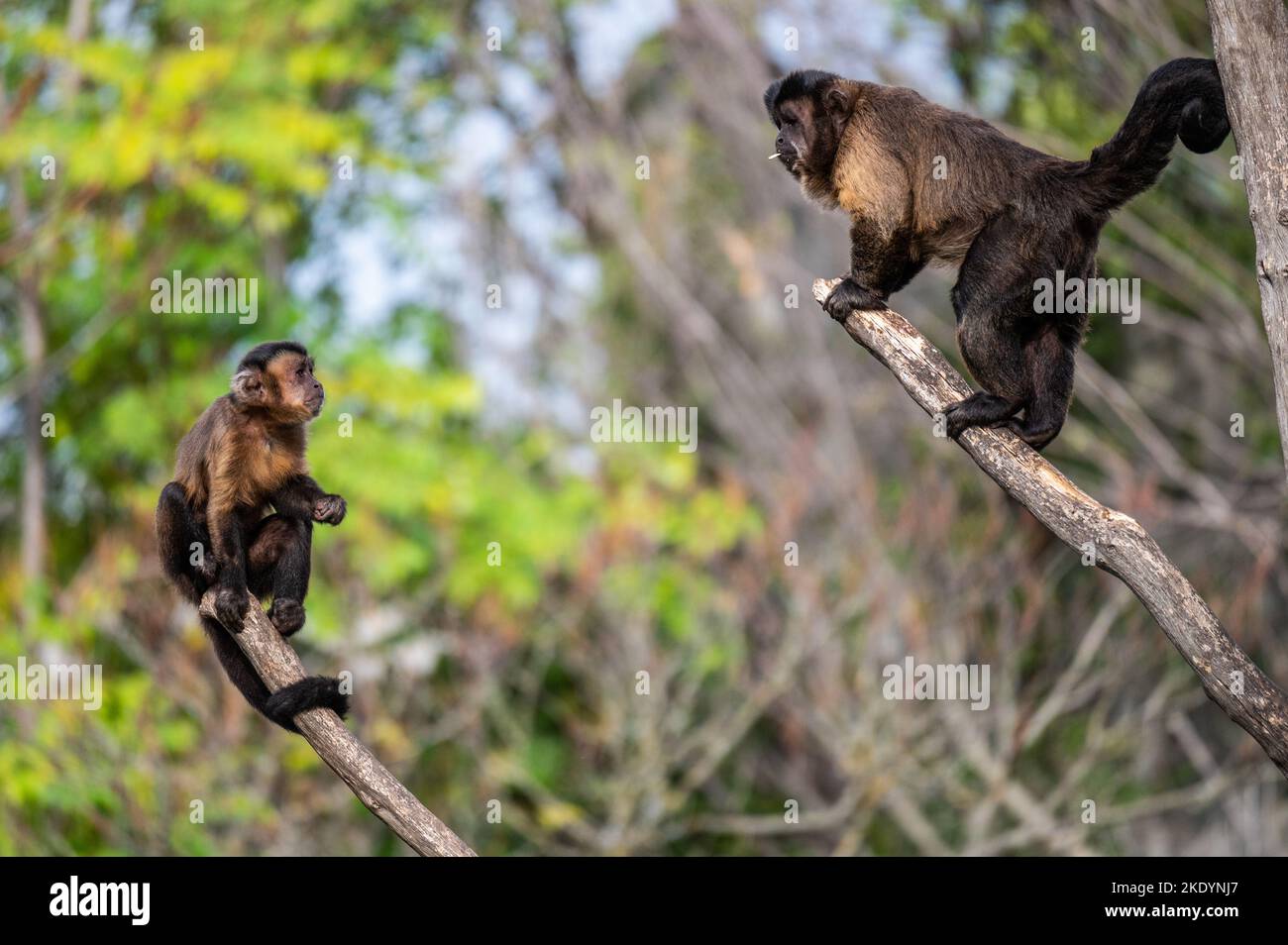 Two capuchin monkeys at the top of a branch looking at each other Stock ...