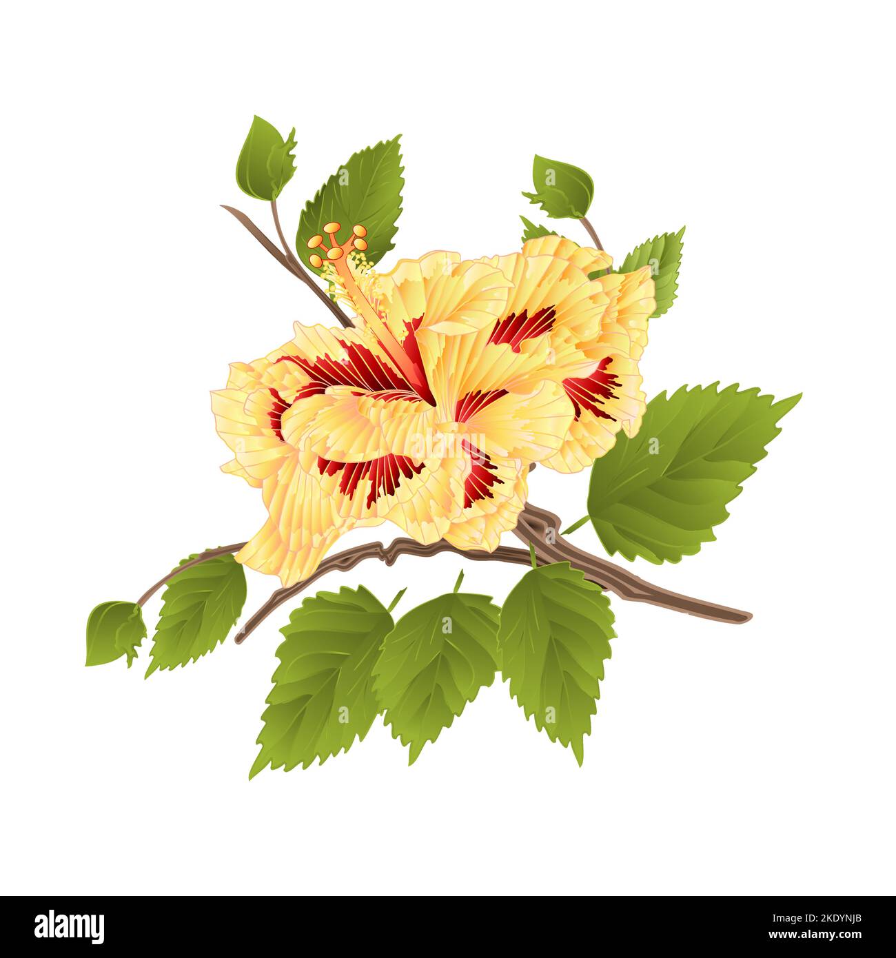 Flower yellow hibiscus tropical plant on a white background vintage ...