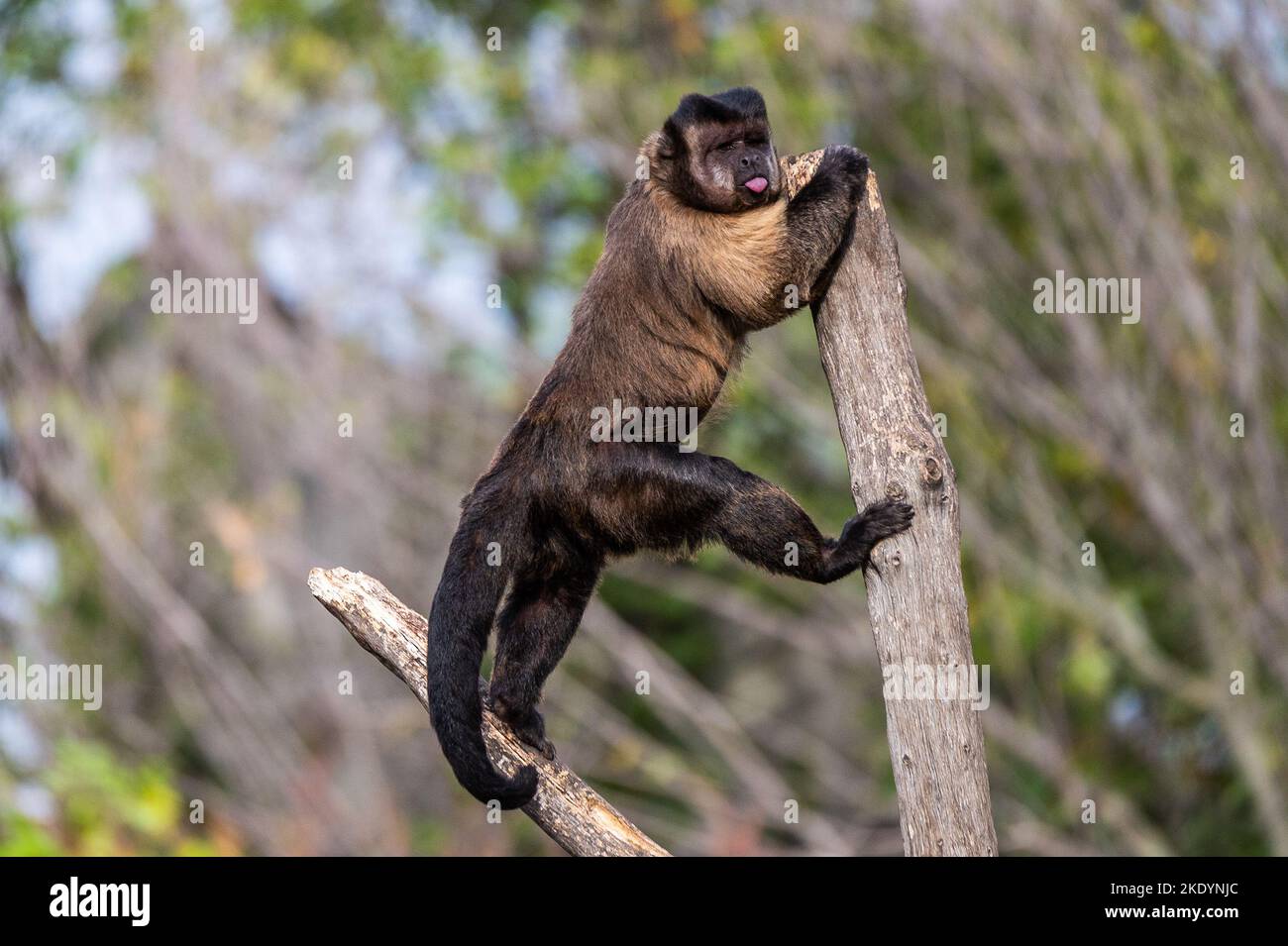 A capuchin monkey climbing at the top of a branch Stock Photo - Alamy