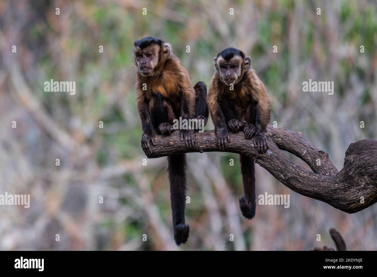 Two capuchin monkeys sitting at the top of a branch Stock Photo - Alamy