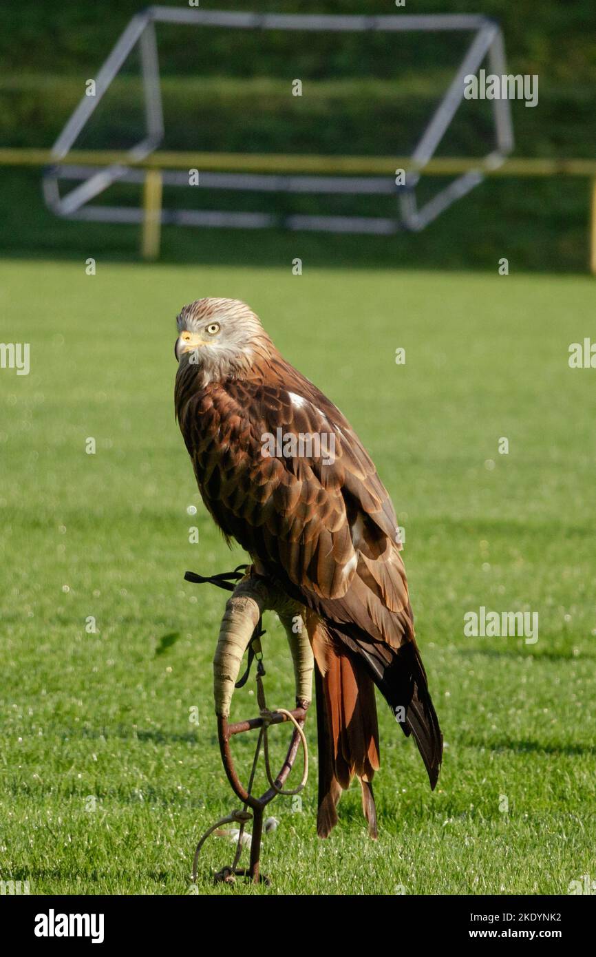 A vertical closeup of an eagle in a park Stock Photo - Alamy