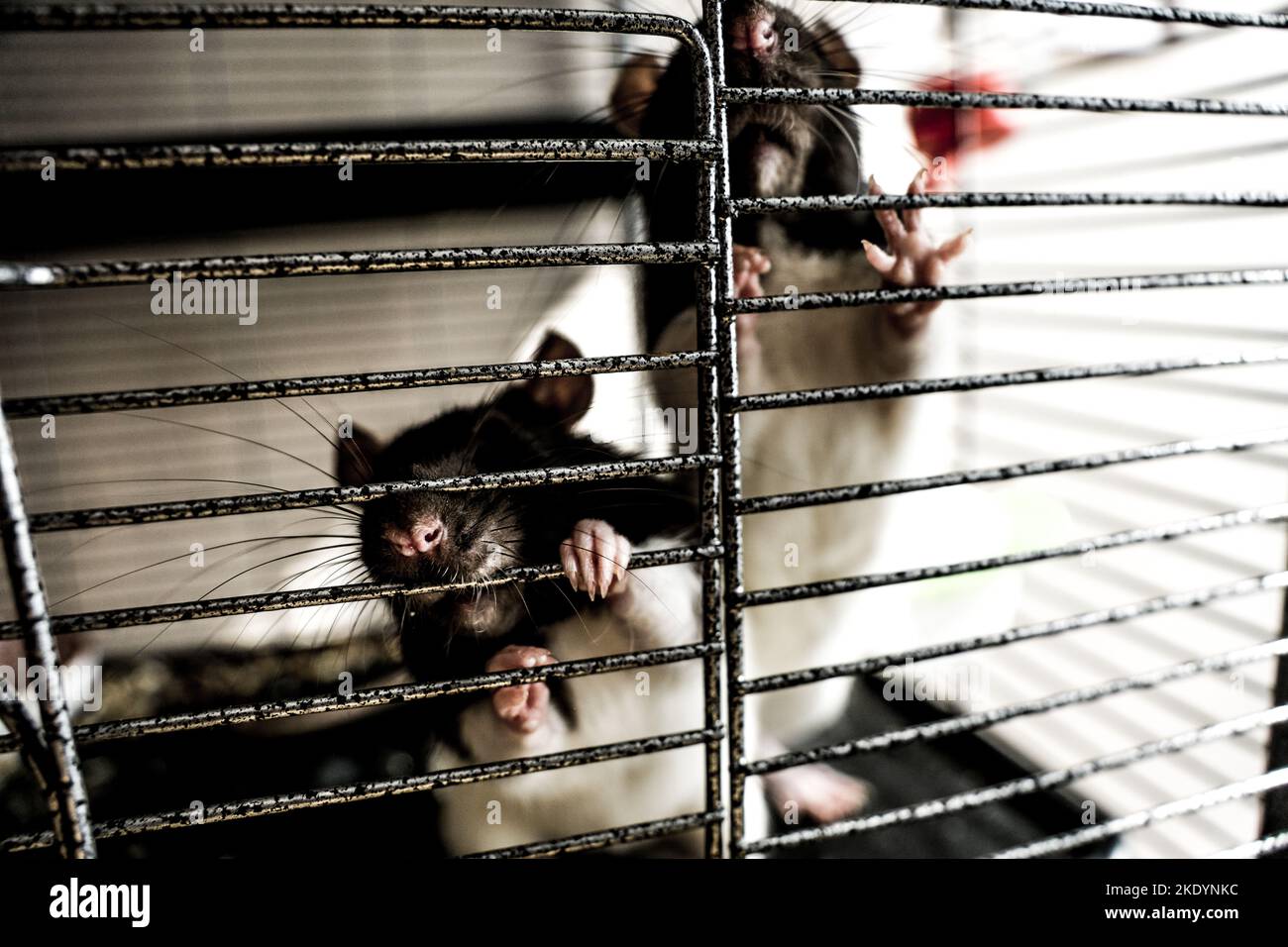 The two active rats trapped in a metal cage Stock Photo - Alamy