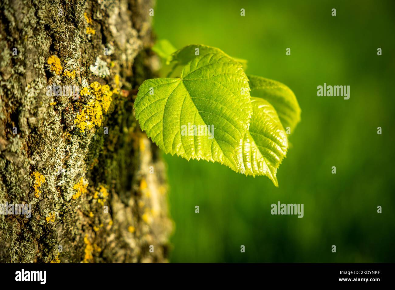The green leaves growing from a tree bark Stock Photo - Alamy