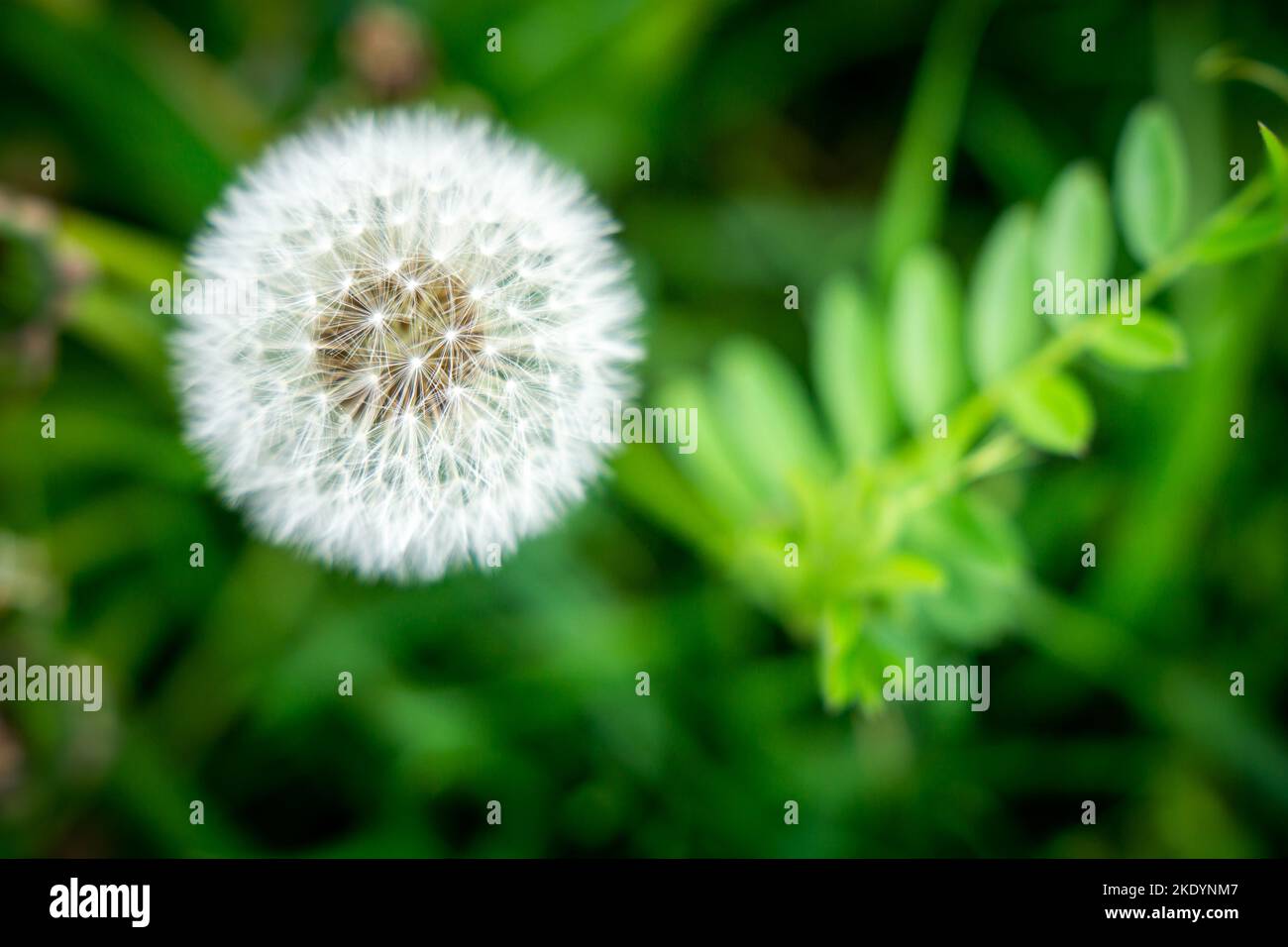 A top view of a dandelion in a field Stock Photo - Alamy