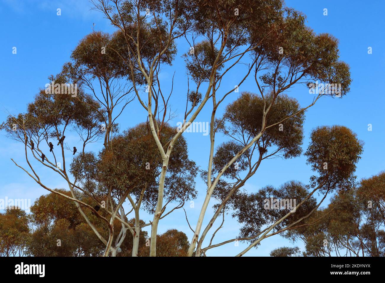 A scenic view of a southern blue gum tree with large branches and ...