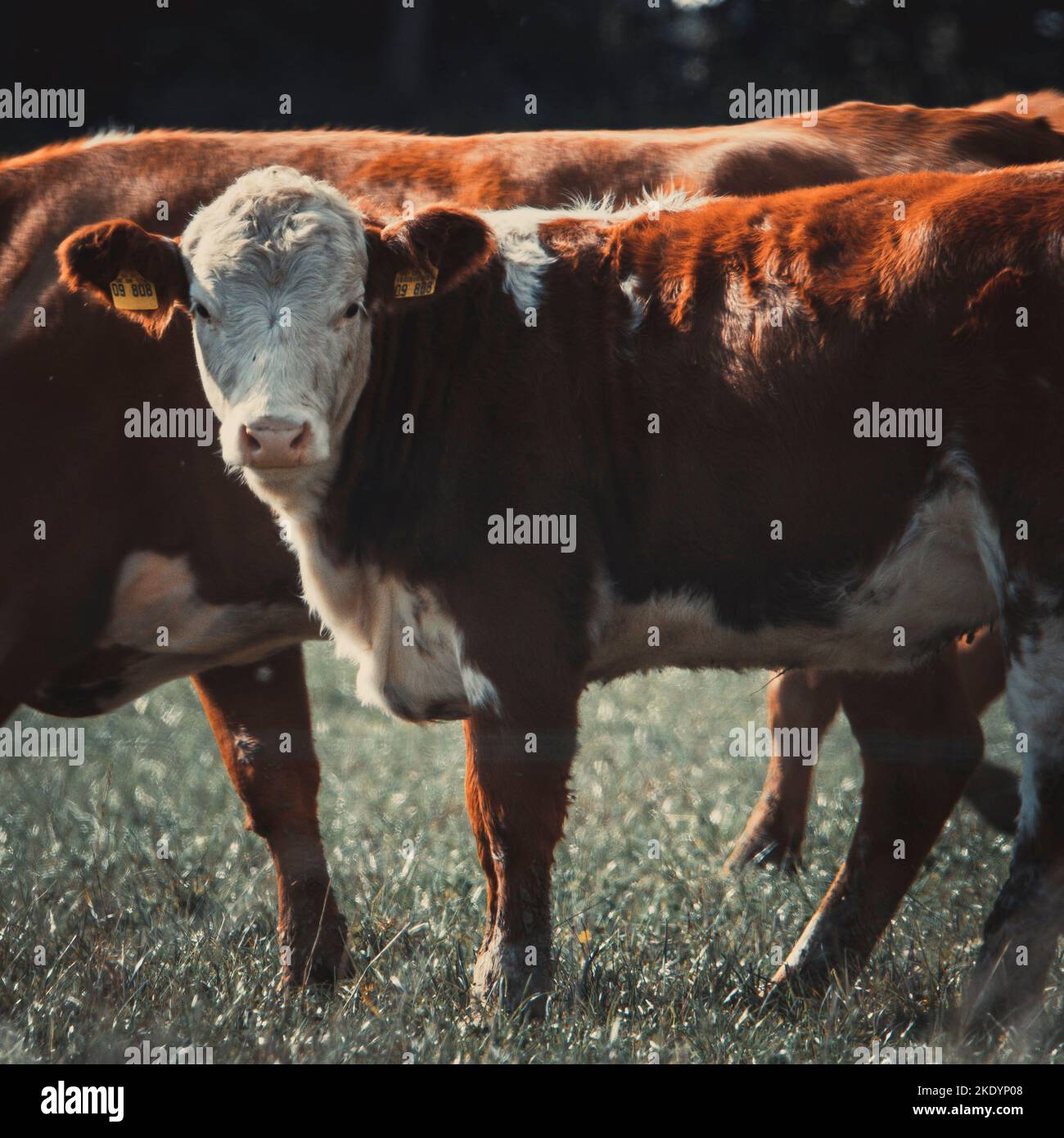 A big brown cow grazing in a field with other cows in the background on ...