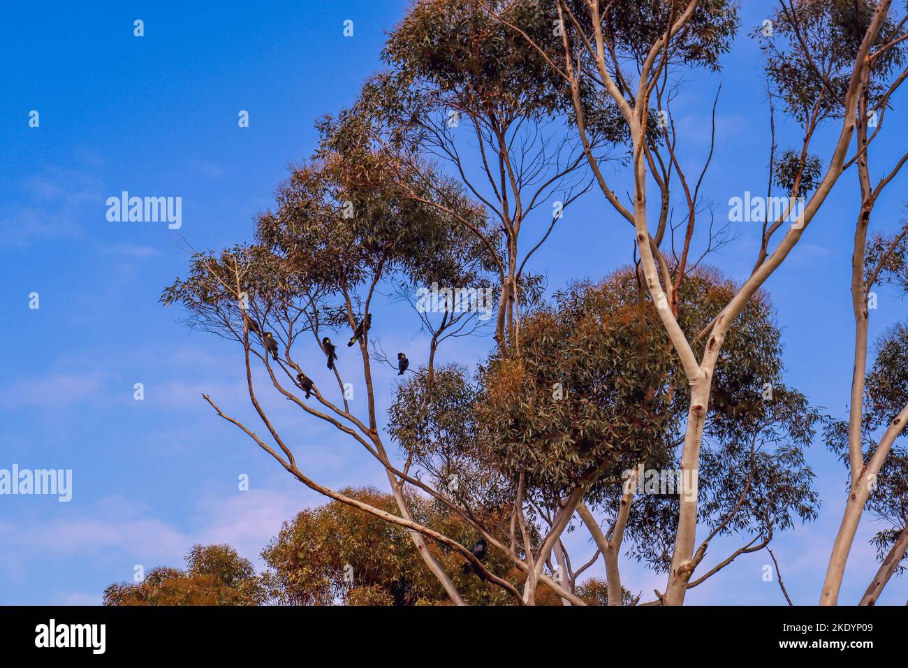 A scenic view of a southern blue gum tree with large branches and trees ...