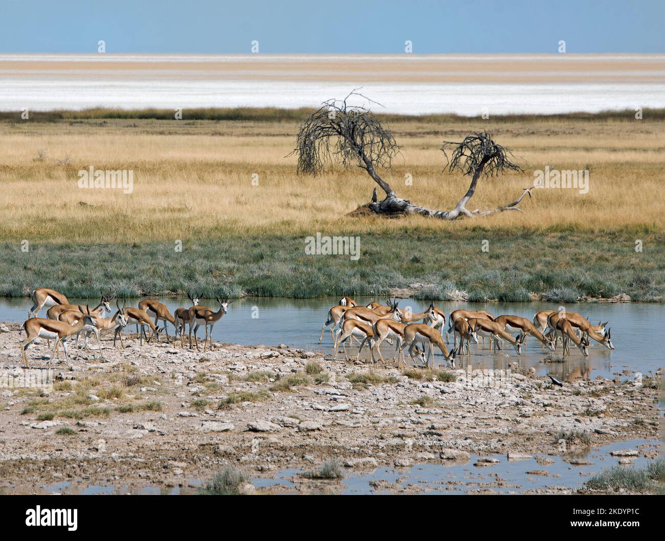 Springbok drinking from Salvadora Waterhole on the edge of the Etosha ...