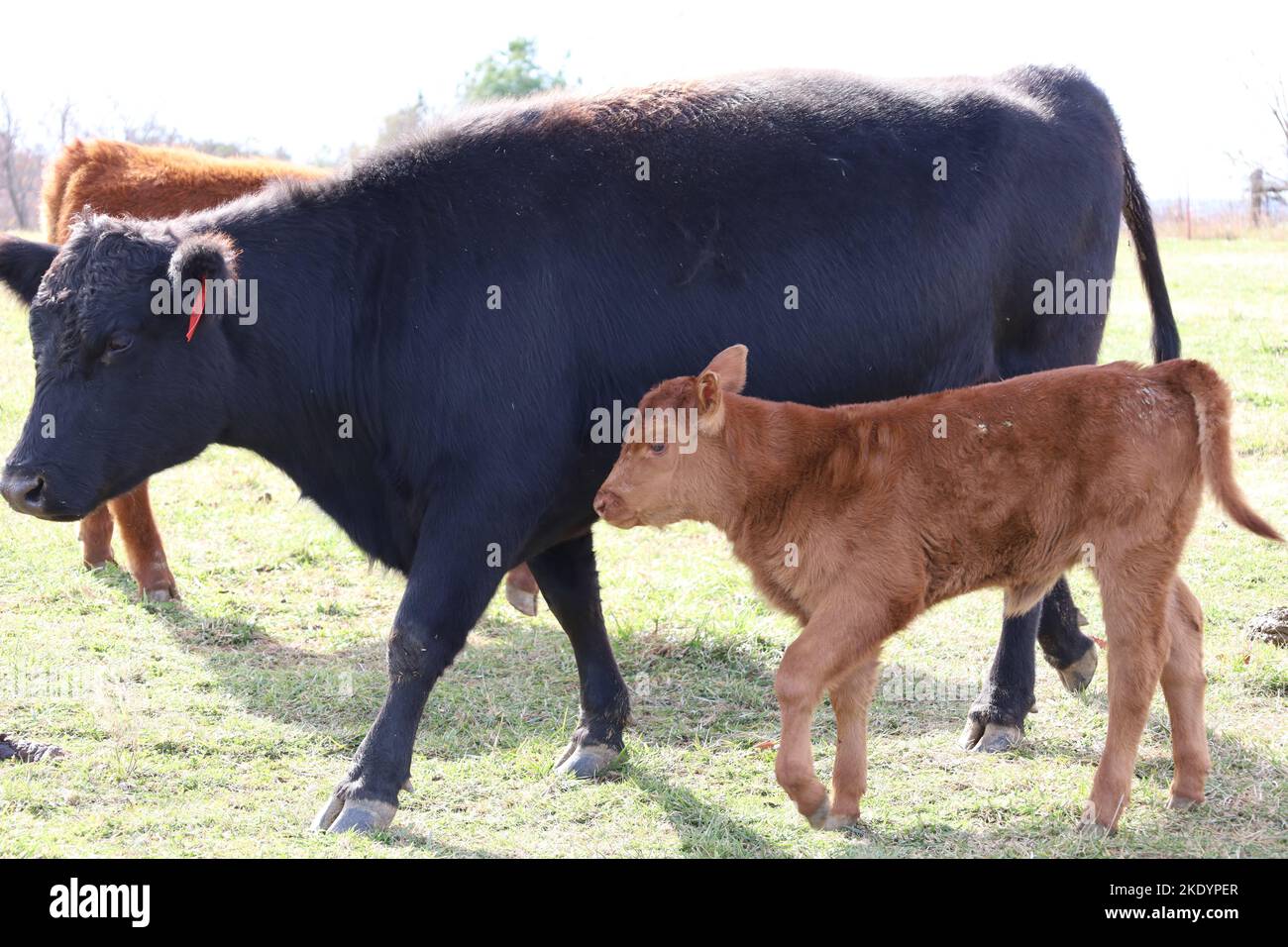 A pair of cute mother cow and calf walking together grazing in a field ...