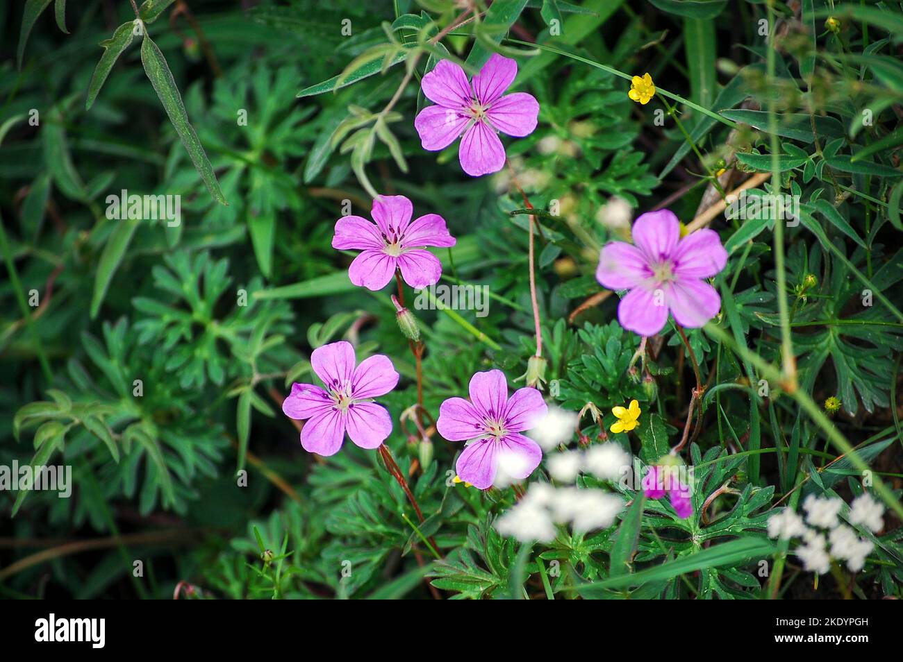Geranium oreganum hi-res stock photography and images - Alamy