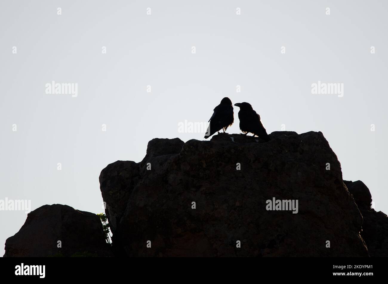 Pair of Canary Islands ravens Corvus corax canariensis. The Nublo Rural ...