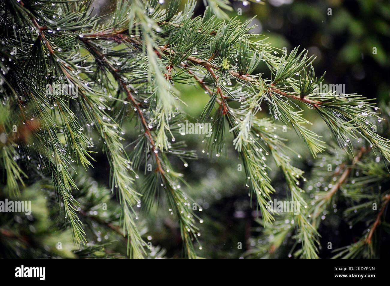 A branch of a pine tree with drops of dew Stock Photo - Alamy