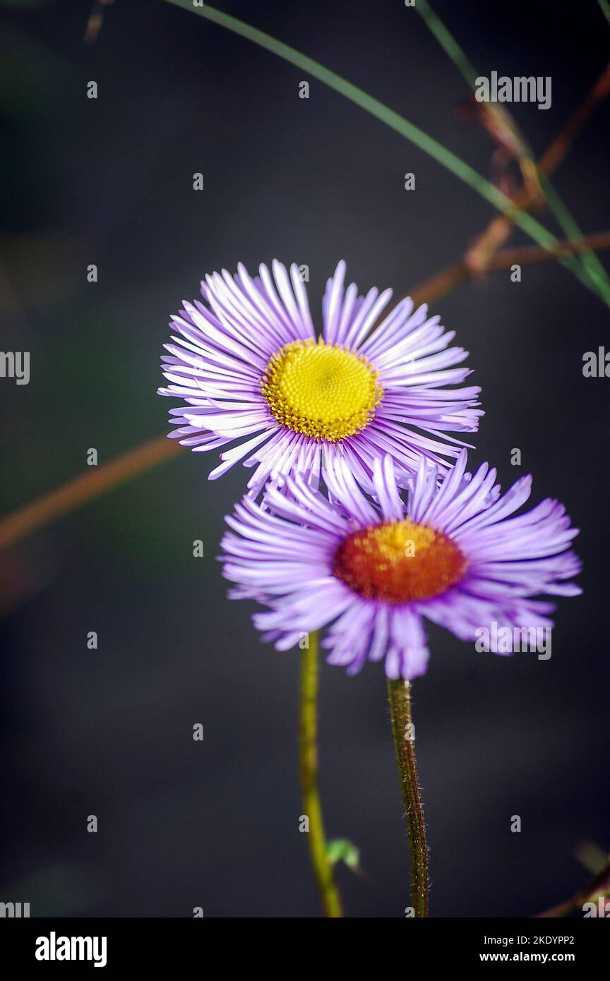 A closeup of beautiful aster flowers growing in a field Stock Photo - Alamy