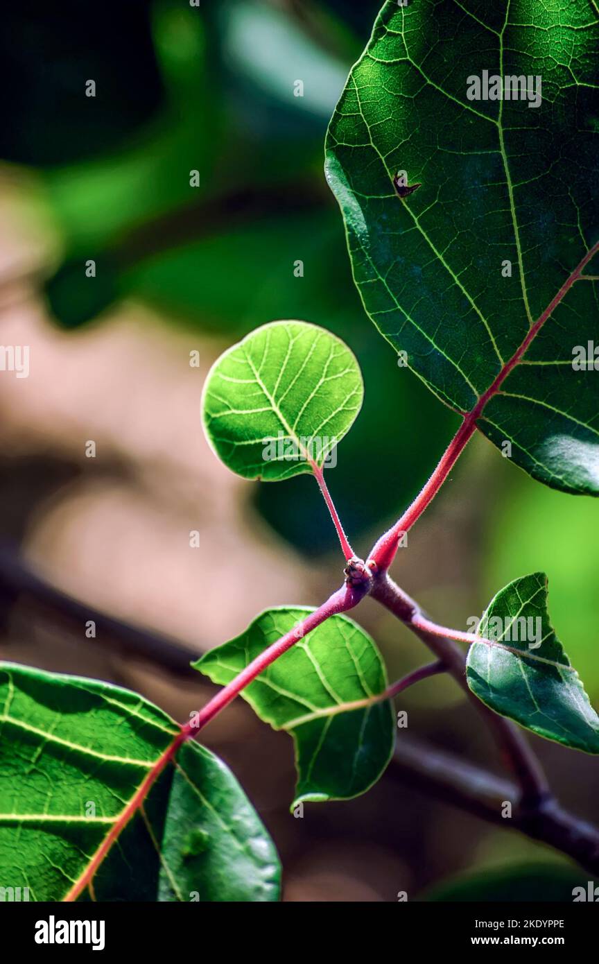 A closeup of fresh green leaves with blurred background Stock Photo - Alamy