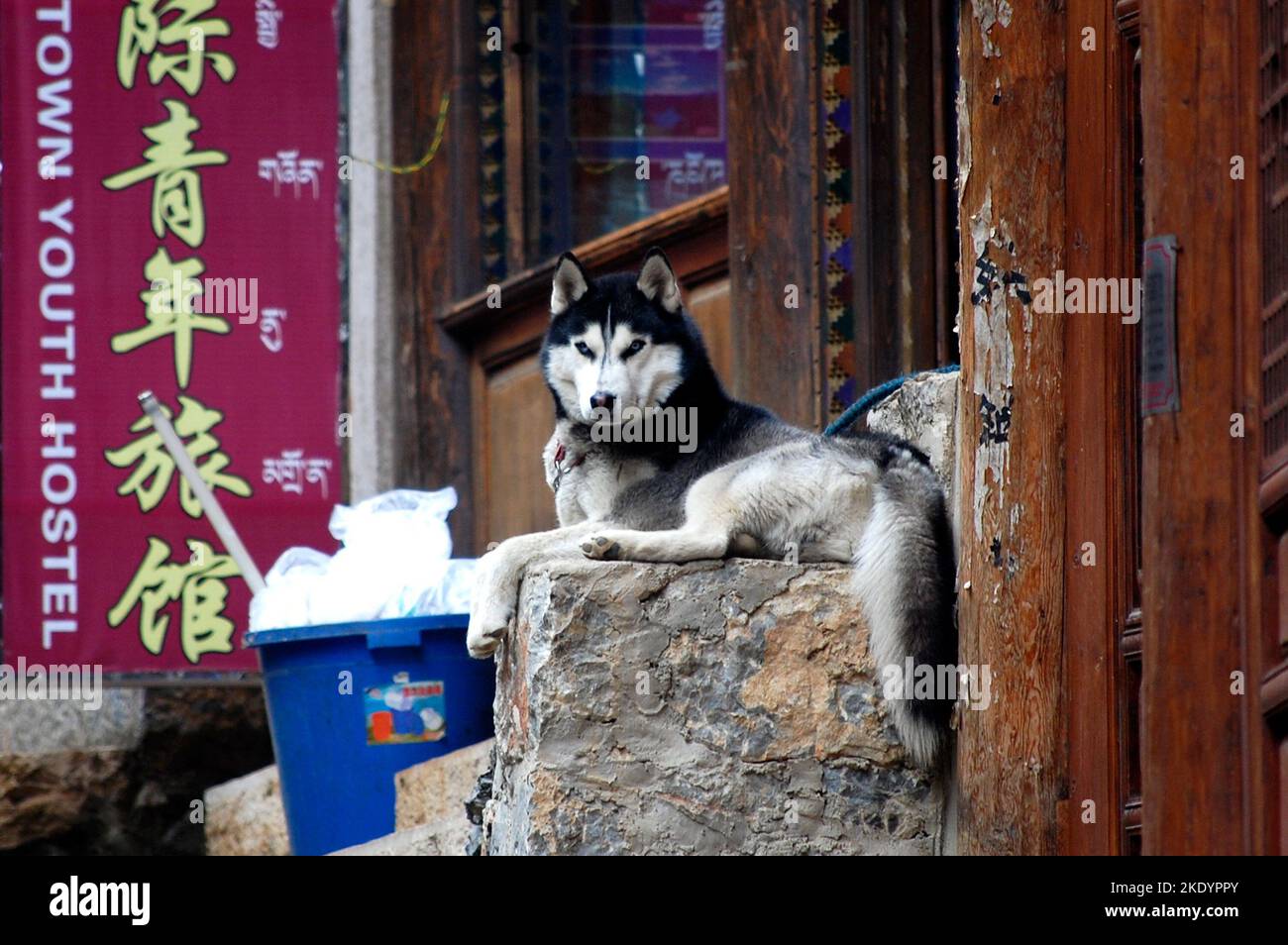 A view of a beautiful Siberian Husky sitting on a stone by market Stock ...