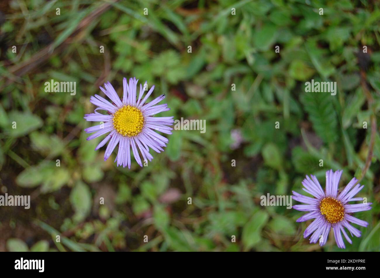 A closeup of beautiful aster flowers growing in a field Stock Photo - Alamy