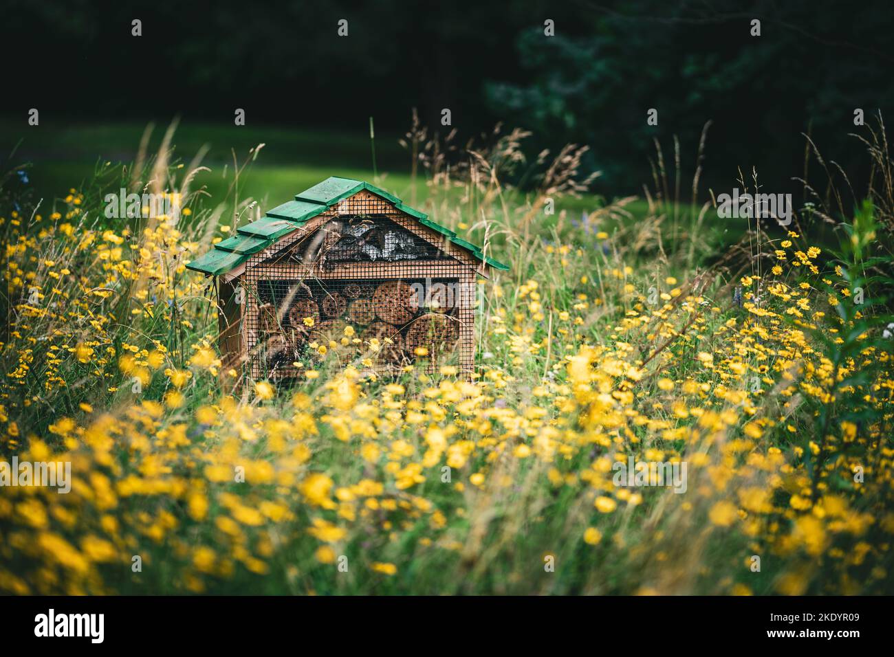 A small wooden hut in the field with yellow flowers Stock Photo - Alamy
