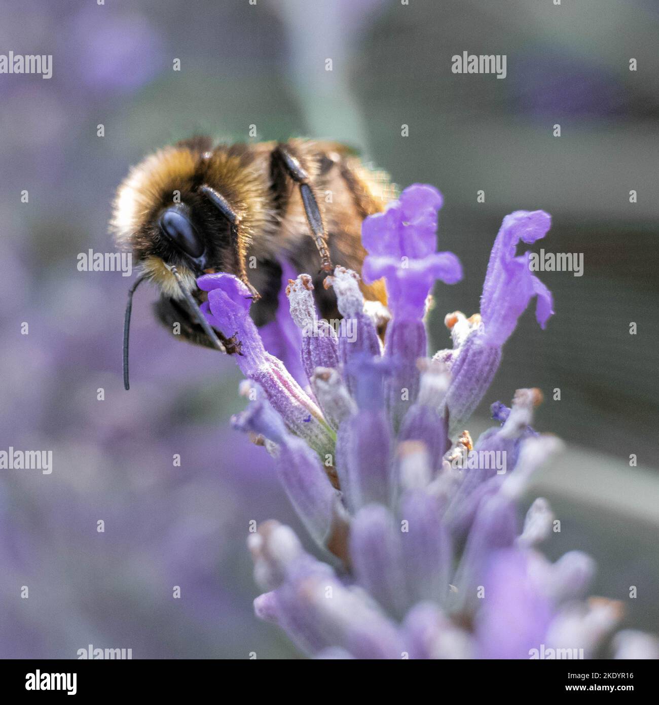 A vertical macro shot of a bumblebee on a lavender Stock Photo - Alamy
