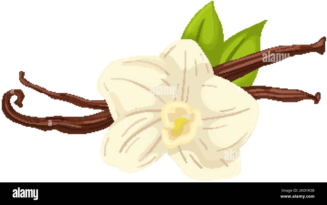 vanilla spice cartoon vector illustration Stock Vector Image & Art - Alamy