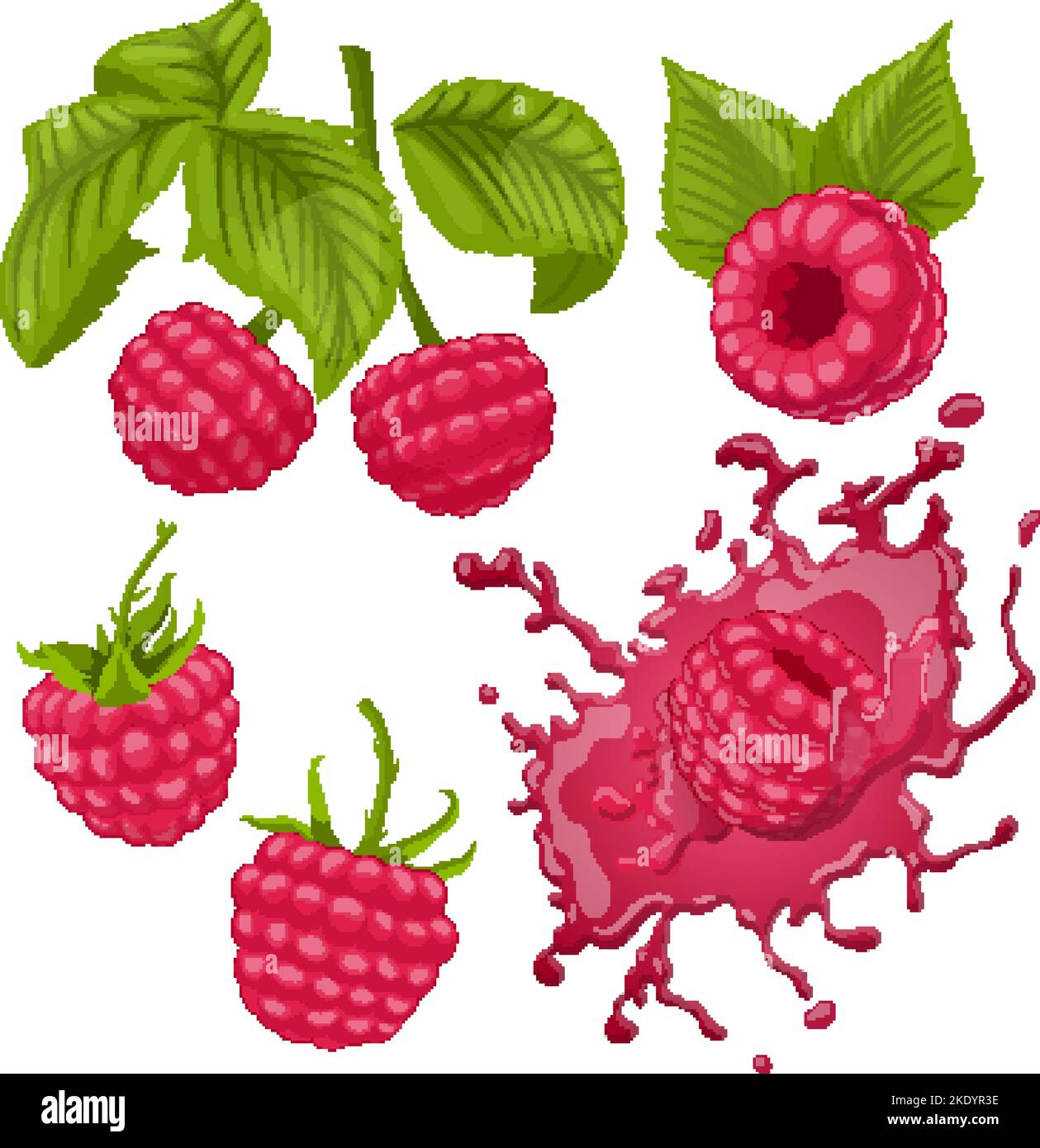 raspberry fruit set cartoon vector illustration Stock Vector Image ...