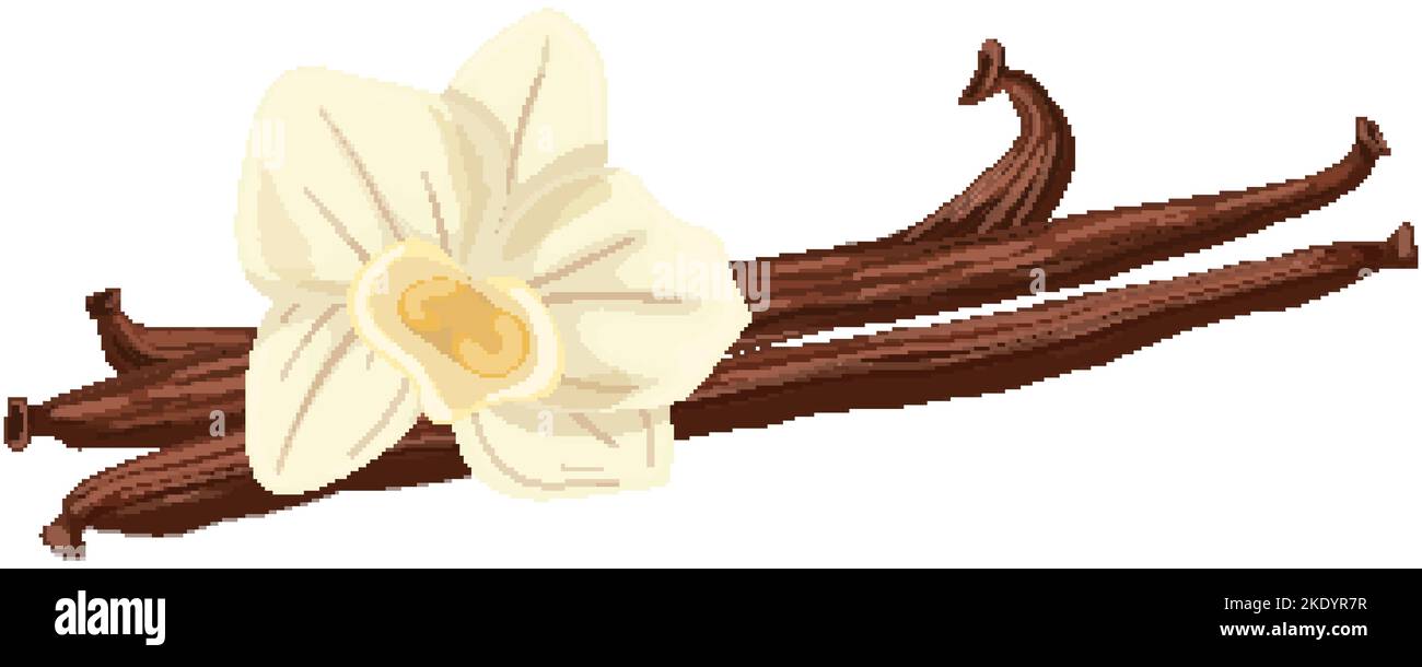 vanilla flavor cartoon vector illustration Stock Vector Image & Art - Alamy