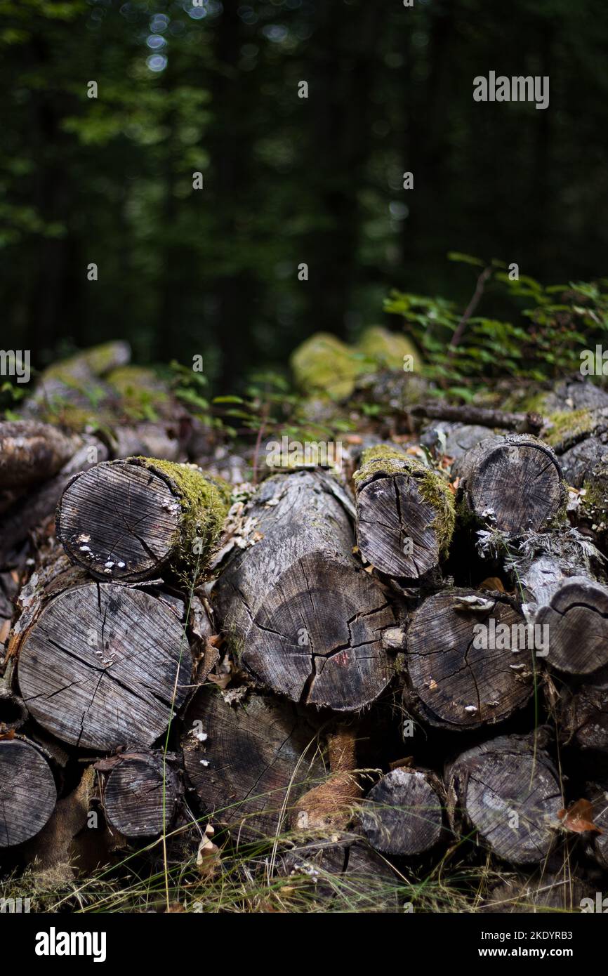 The vertical view of stacked tree logs in a forest - deforestation ...