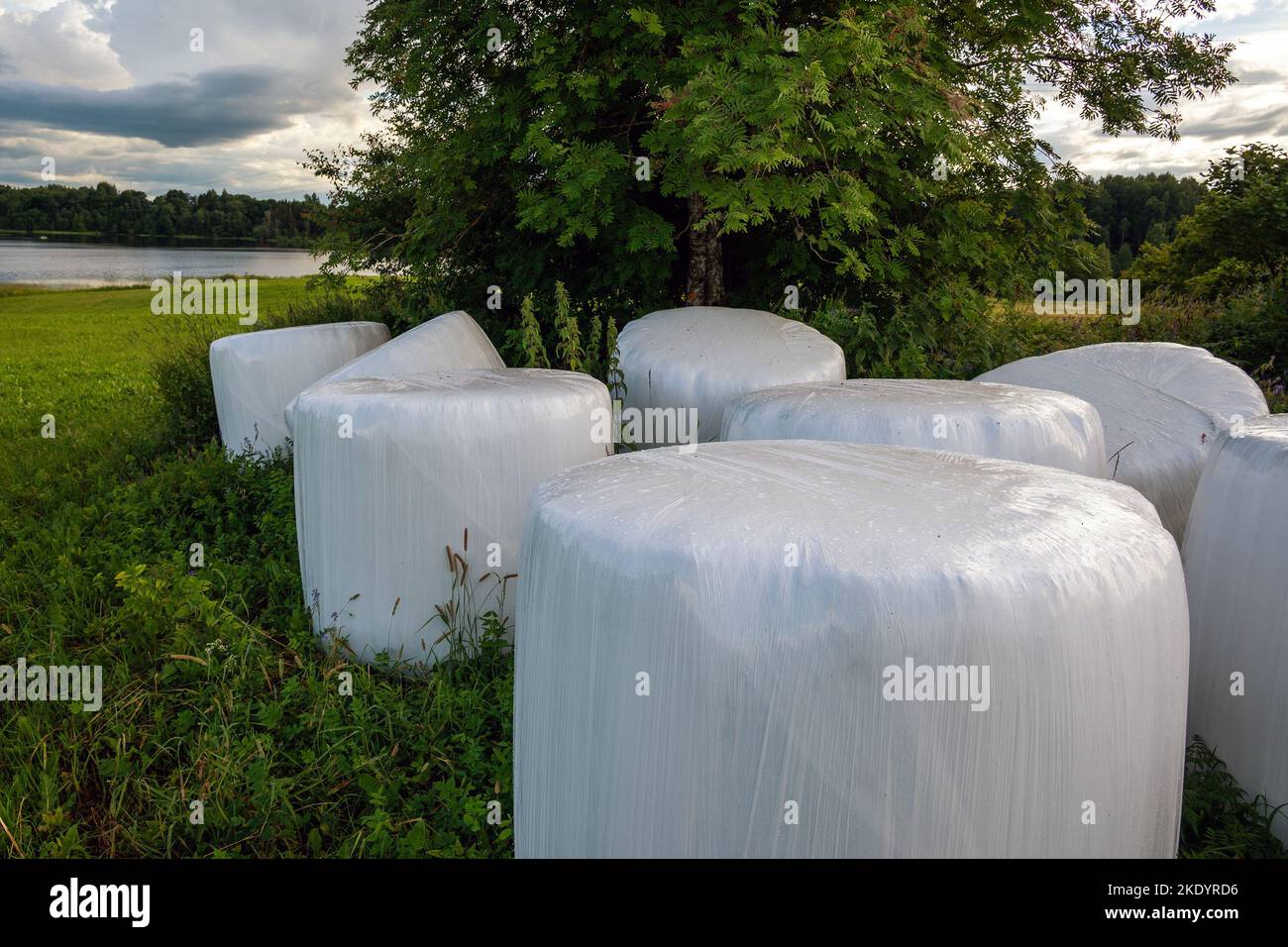 Roll bale wrap silage hi-res stock photography and images - Alamy