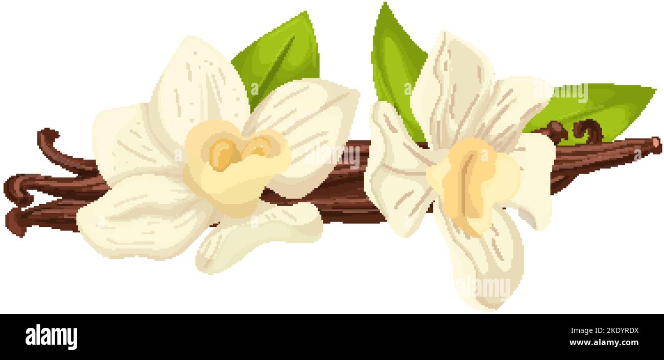 vanilla aromatic cartoon vector illustration Stock Vector Image & Art ...