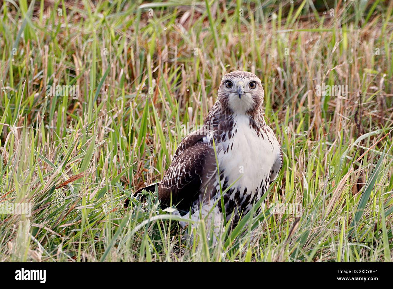 A hawk in the grass looking at the camera Stock Photo - Alamy