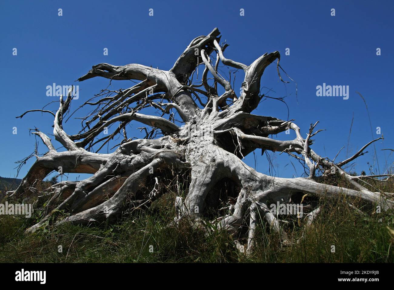 Washed out tree hi-res stock photography and images - Alamy
