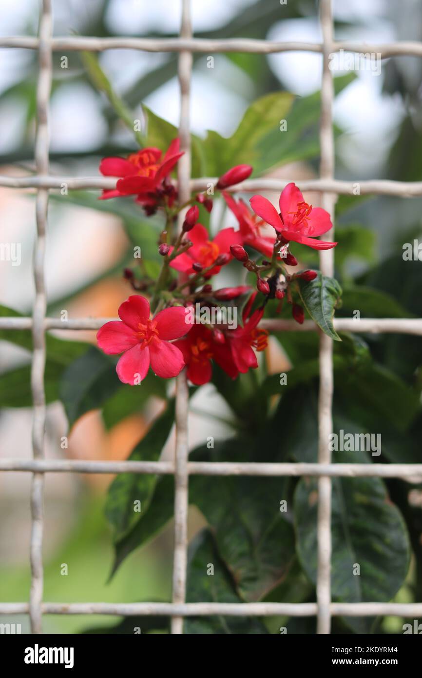A vertical hot of red geraniums growing behind a fence Stock Photo - Alamy